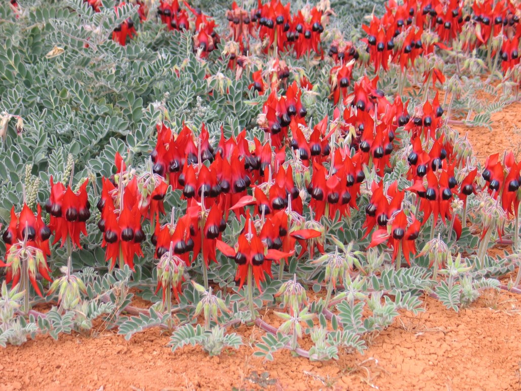 Gallery - City Rural Insurance Brokers in Adelaide South Australia